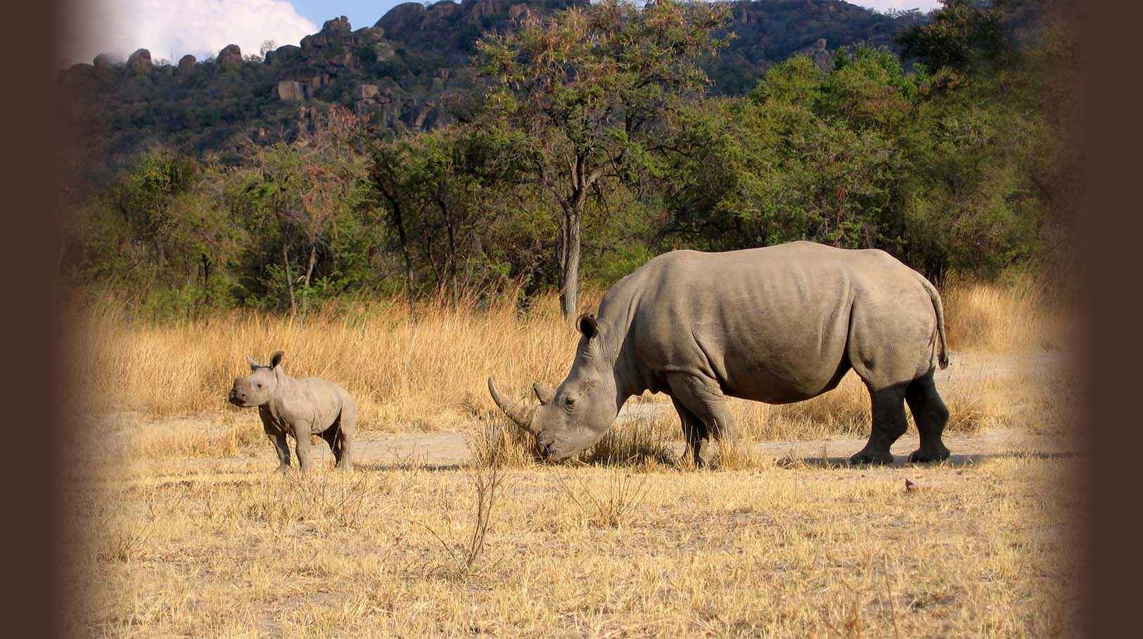 Namibia Wildlife Protection | ABOUT US